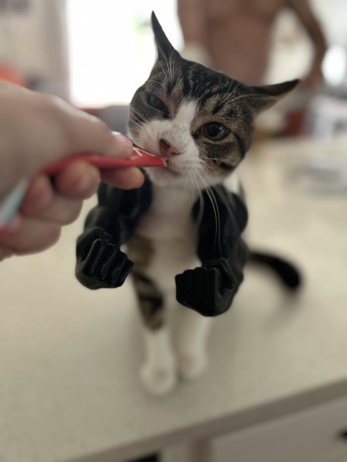 She’s one tough kitten - 9GAG