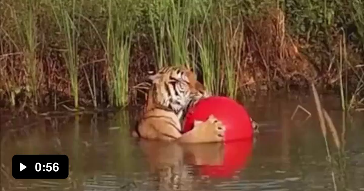 This is an uninterrupted minute of Maruay the rescued tiger with his beloved ball - 9GAG