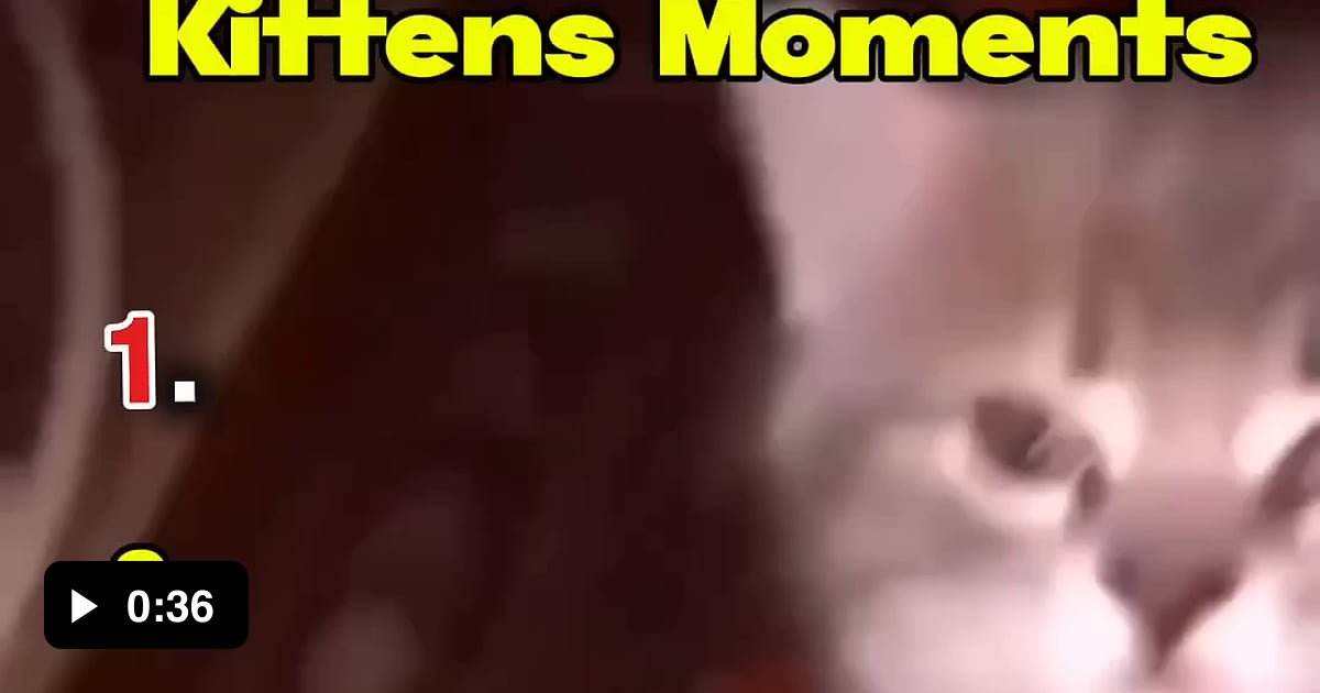 Kitten ranking - 9GAG