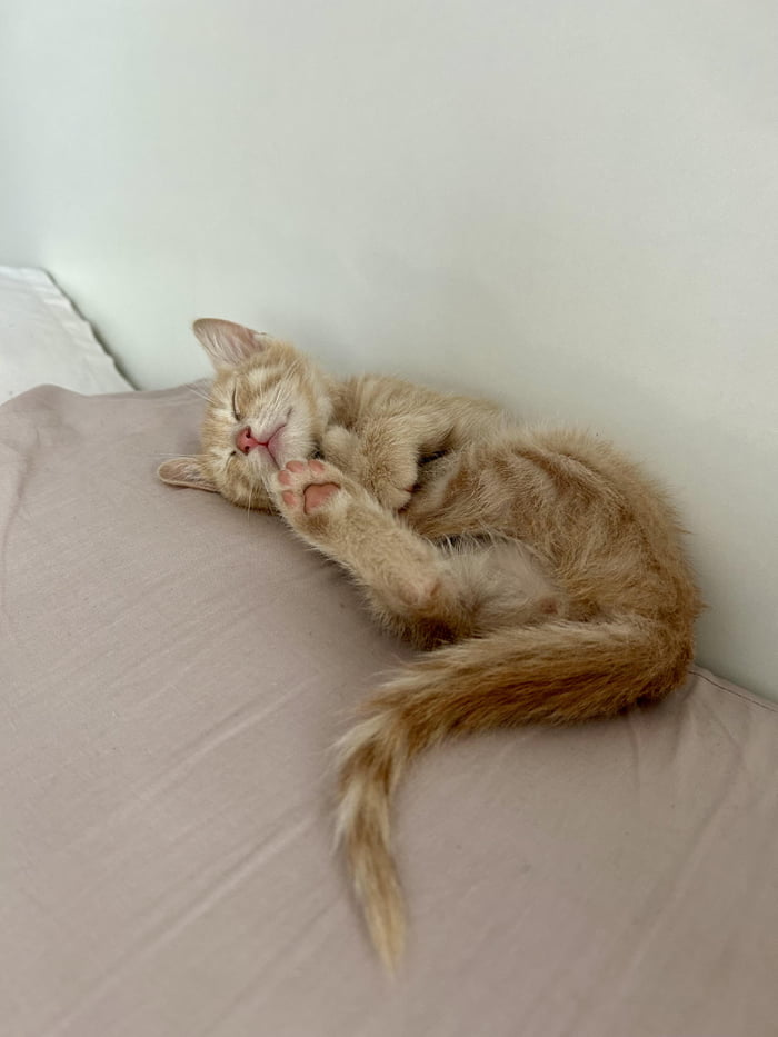 New to the world, already a professional napper 😴 - 9GAG