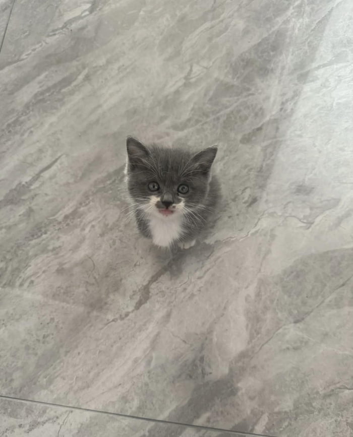 The kitten is still adapting to the new home - 9GAG