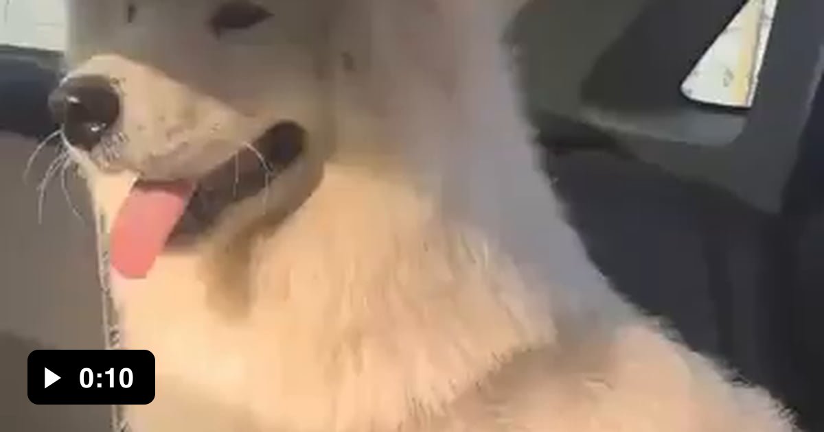 Little floof in a warm floofy cloud - 9GAG