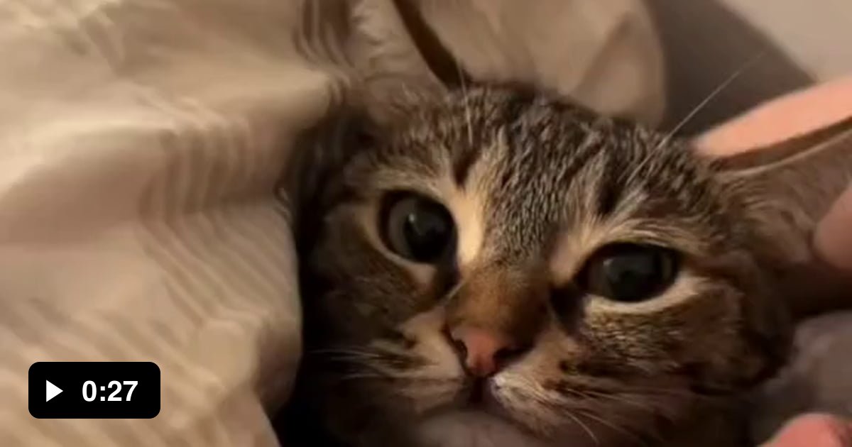 I should buy another cats - 9GAG