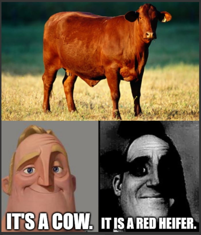 So April 8 is the beginning it is. Context *Red Heifer Sacrifice* - 9GAG