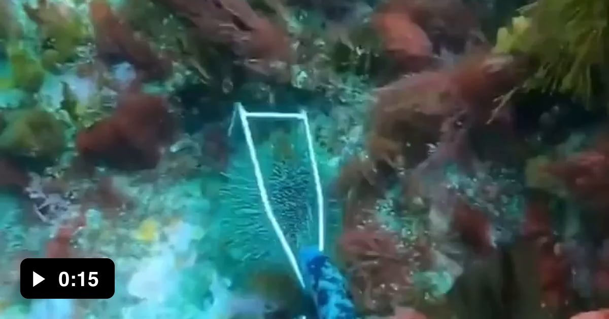 Fishes devouring a sea urchin - 9GAG