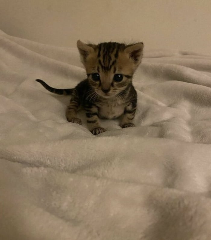 Tiny kitty :) - 9GAG