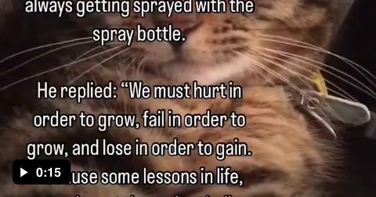 Damn cat - 9GAG