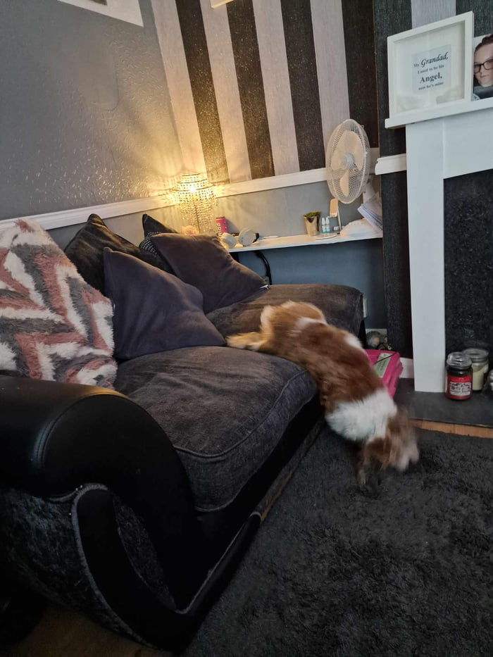 Alfie rolled off the sofa - 9GAG