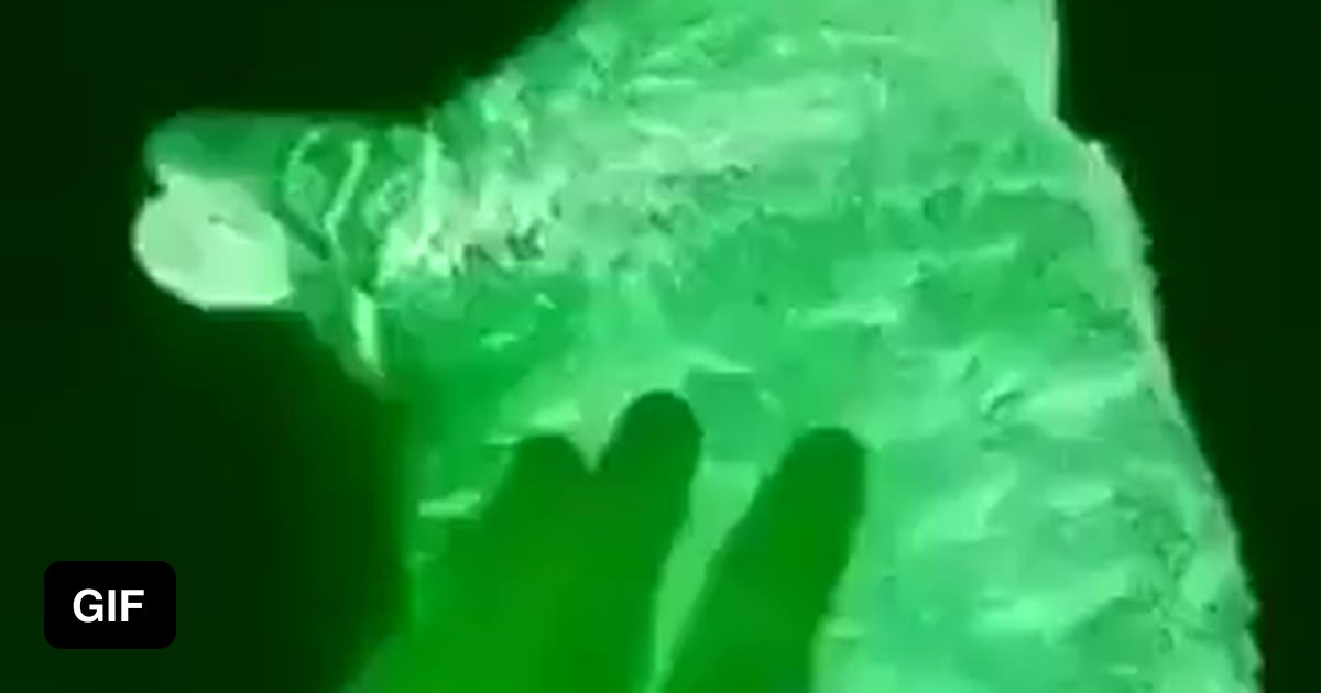 Chonkers are so fat 9gag Classified them as Motor Vehicles - 9GAG