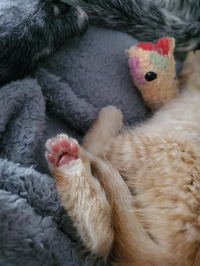 Smollest Beans - 9GAG