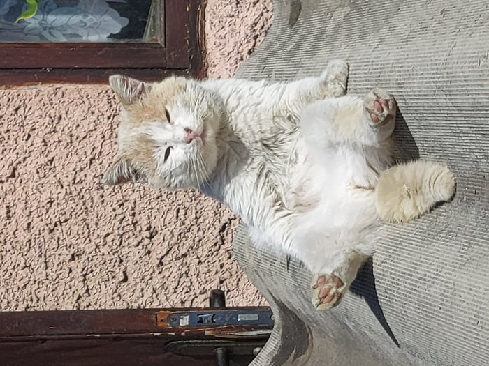 Tomcat relaxing and getting some tan after long night with local queens ...