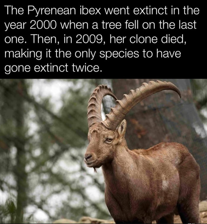 The Pyrenean ibex went extinct twice. In 2000, the last one, Celia ...