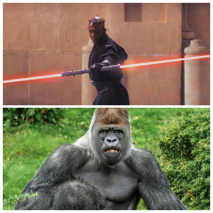 How many gorillas could Darth Maul fight? - 9GAG