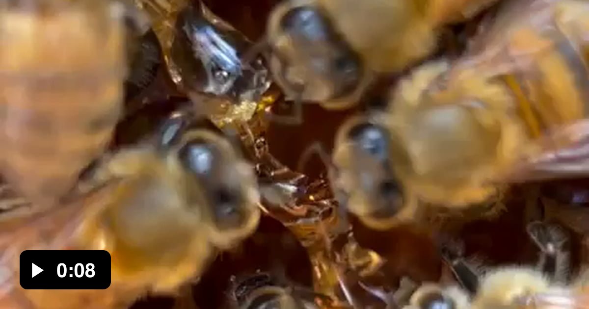 Bees filling honeycombs. - 9GAG