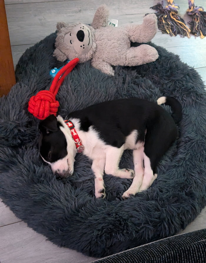 Pupper got a new bed - 9GAG