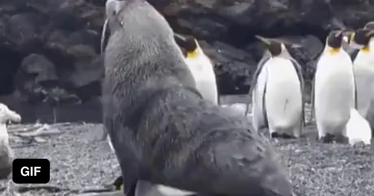 Penguin being rap*d by seal - 9GAG