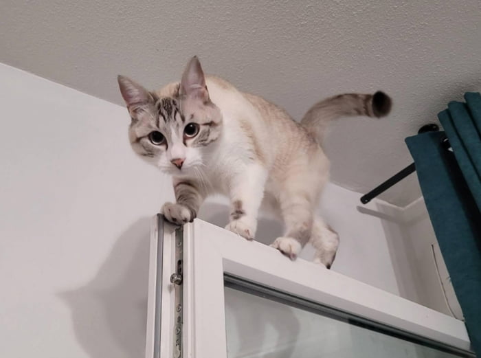 Since cats seem to be the new barbecue, here comes Ubba ! - 9GAG