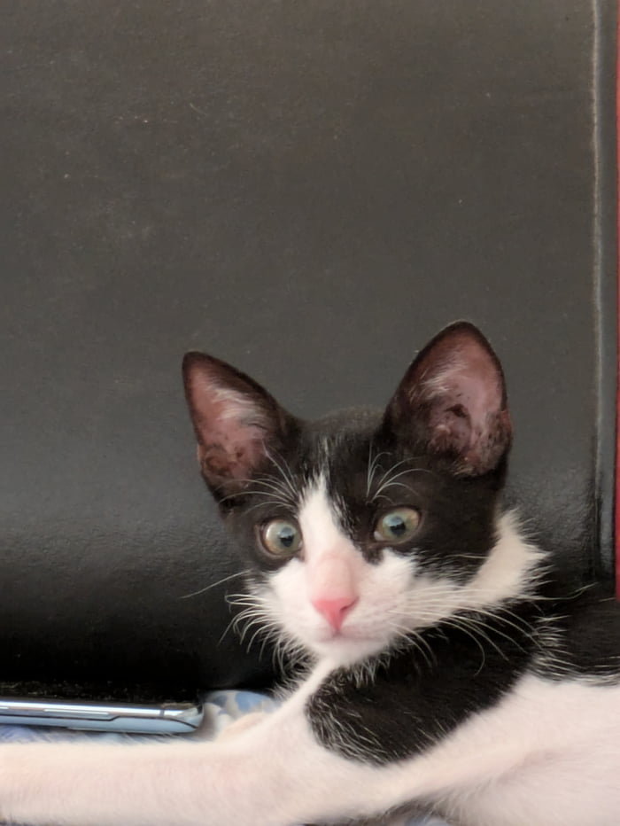 When your cat gives you that look, you're in danger - 9GAG