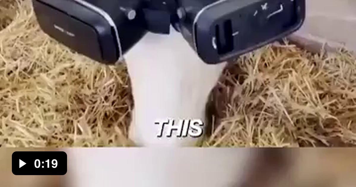 Udderly immersive experience. - 9GAG