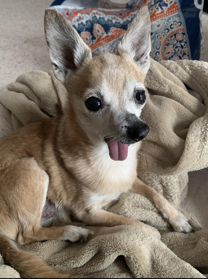 Just airing out the tongue. - 9GAG