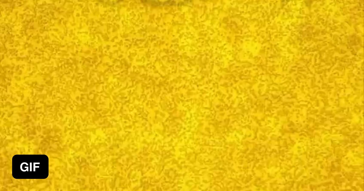 This Slime-mold (Dictyostelium discoideum) lives as a single-celled ...