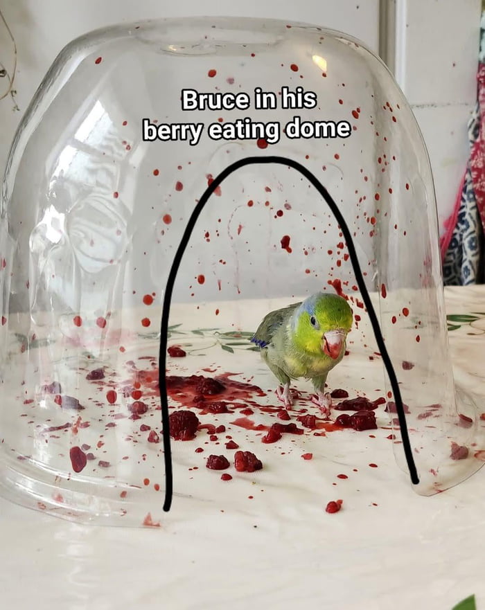 Bruce, the Berry Annihilator - 9GAG