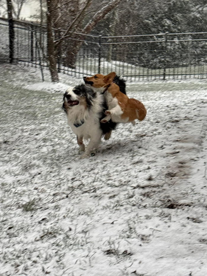 Bonnie is so excited by her first snow I’m not sure she will touch the ...