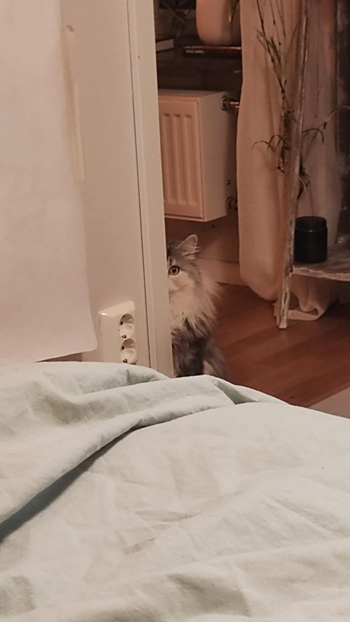 My cat is creepy asf - 9GAG