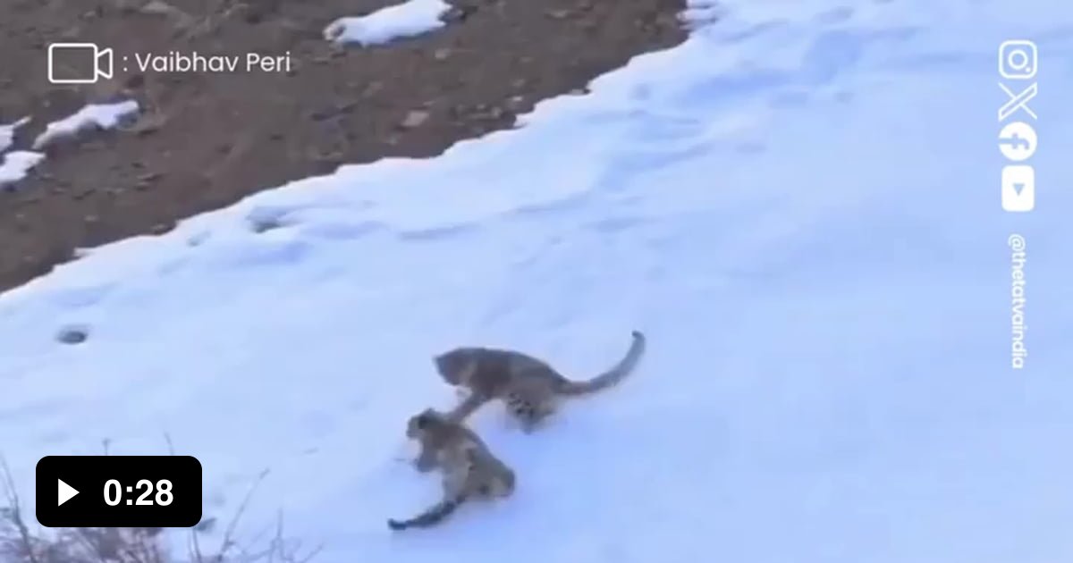 Snow leopards dancing & playing in Ladakh's mountains - 9GAG