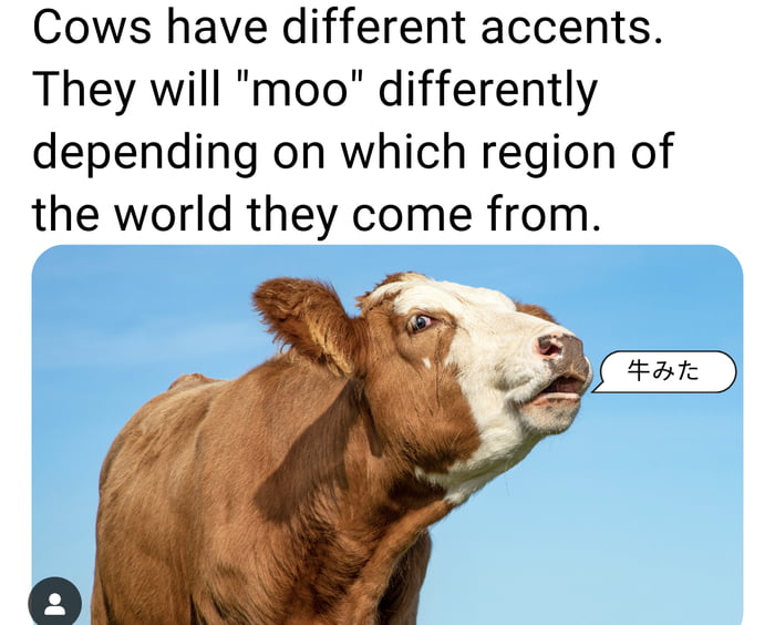 In a breakthrough in bovine linguistic research from 2006, experts have confirmed that cows moo ...