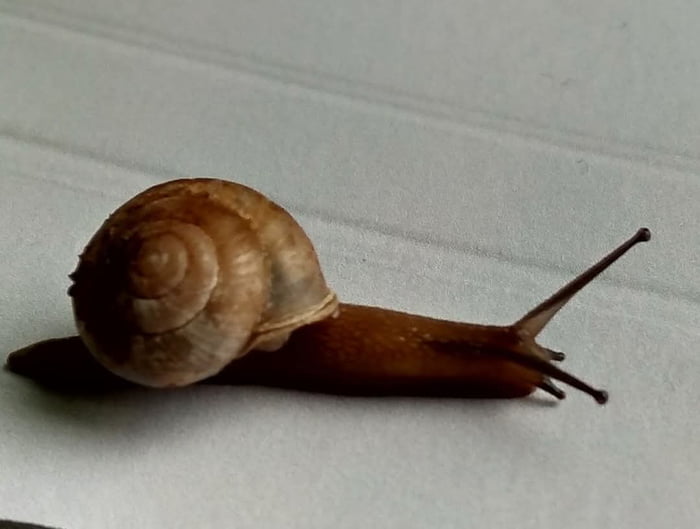 Snail - 9GAG