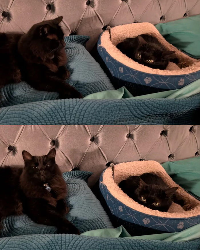 When you realize your sibling is actually a fuzzy little home invader - 9GAG