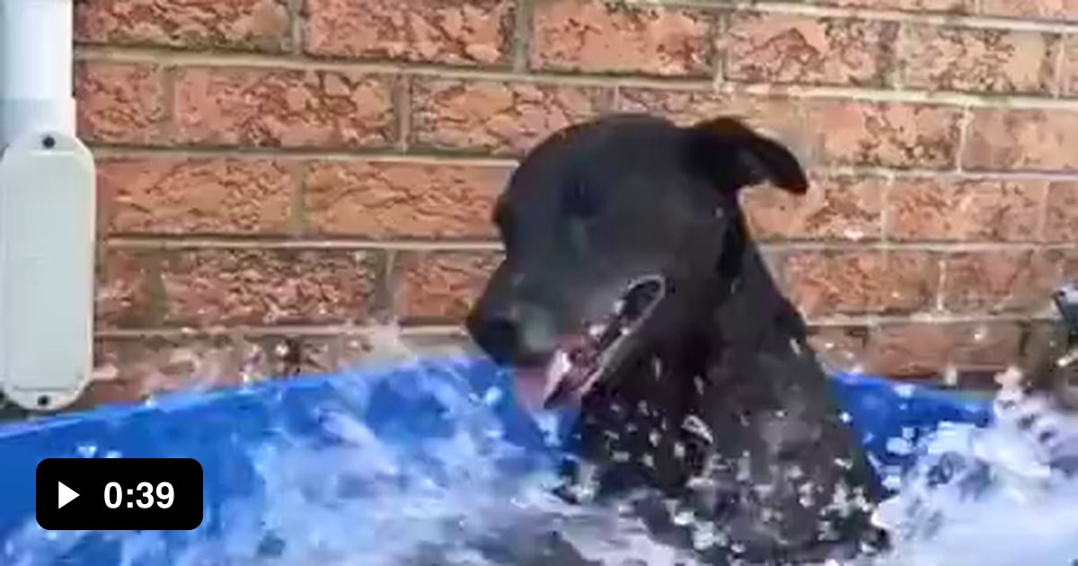 Poor dog drowning in a tub of water. The only way to save him is by ...