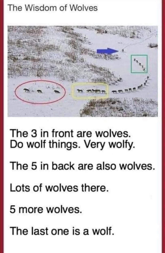Wolf wolves - 9GAG