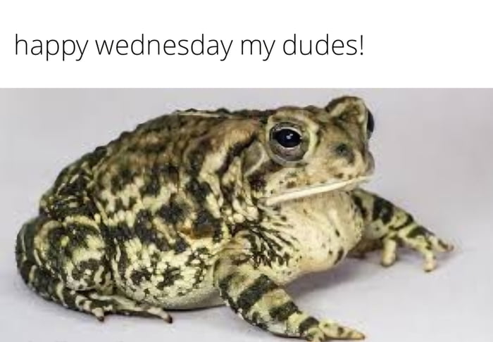 So... a wednesday toad is a thing now? - 9GAG