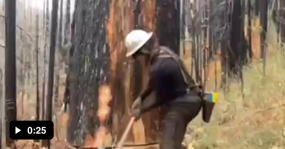 Felling a burned tree - 9GAG