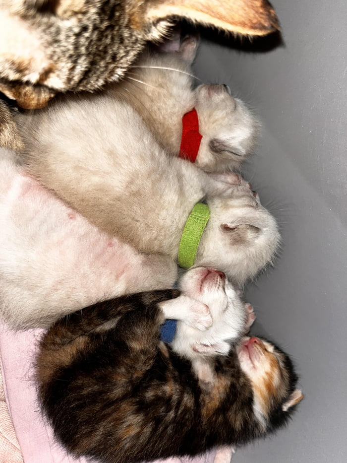 Tiny baby gatinos - 9GAG