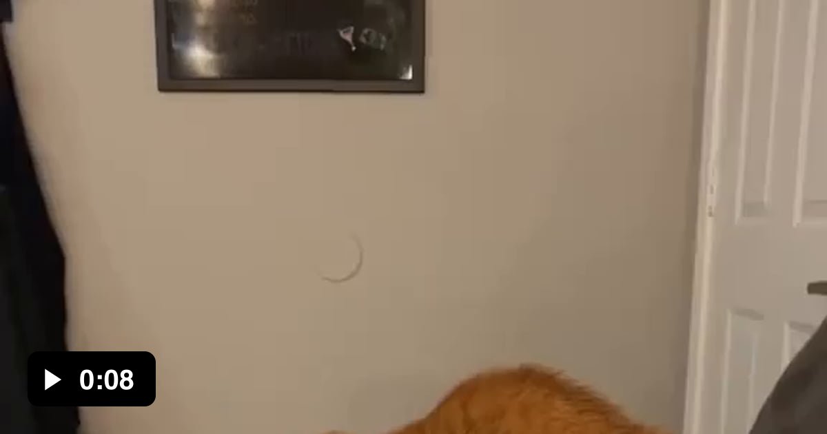 Homophobic cat - 9GAG