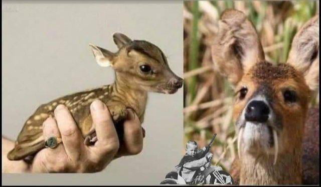 A newborn Chinese water deer is so small it fits into the palm of your ...