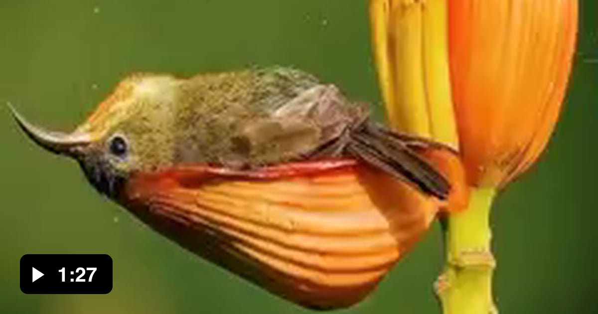 This post is for the birds! - 9GAG