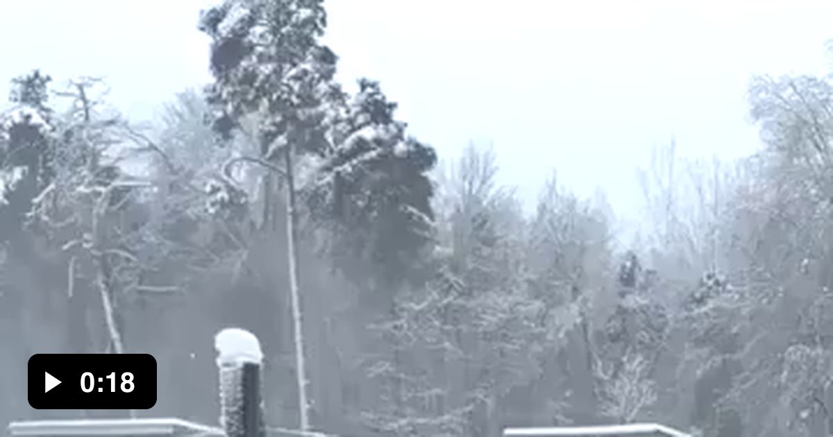 A white peacock flying in the snow. - 9GAG