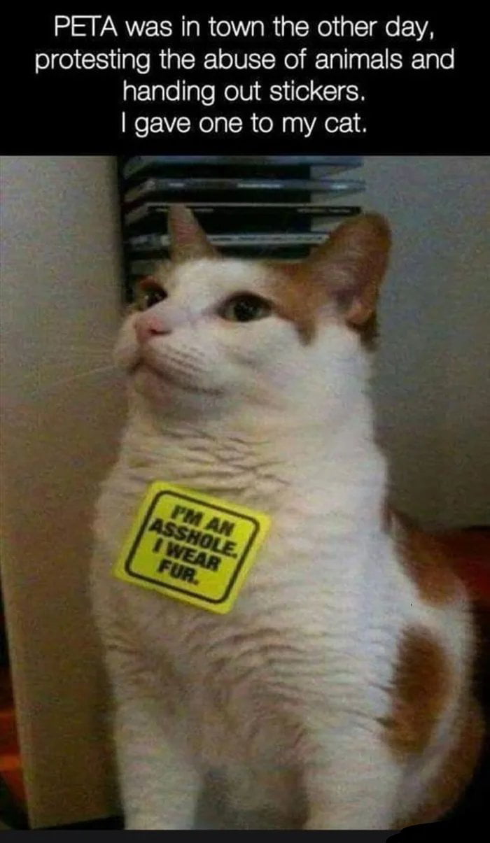 Here's your cat meme - 9GAG