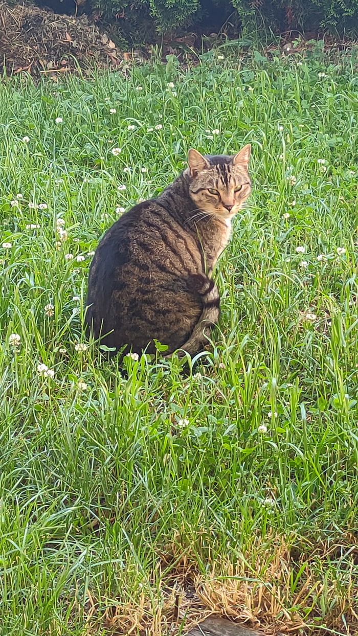 He's name is Kot - 9GAG