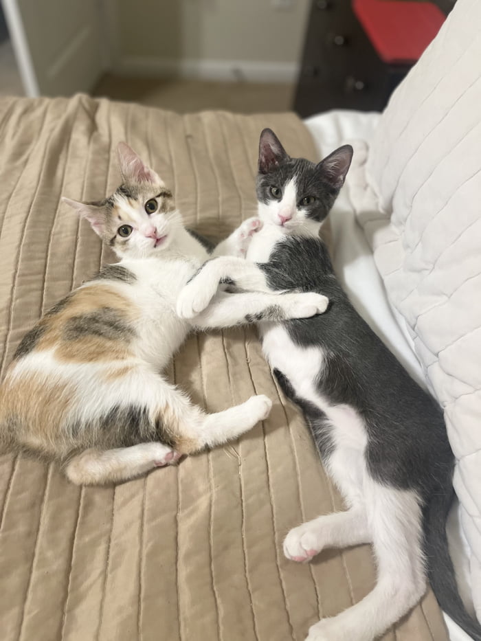 Let me introduce you my cats. Igor and Lily - 9GAG