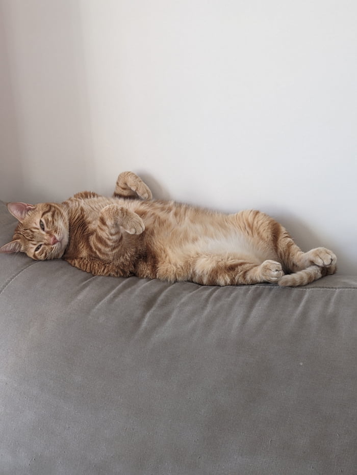 Am I too late for cat day? Here's Conan the Barbarian being a silly ...