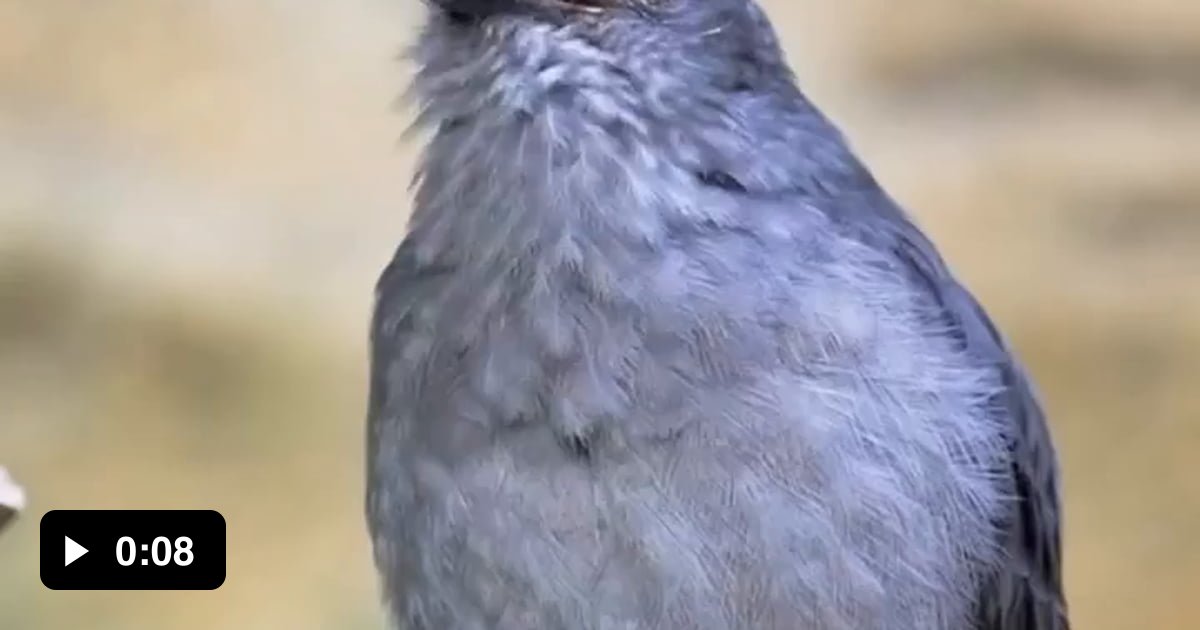The call of the screaming piha is the loudest in the wild - 9GAG