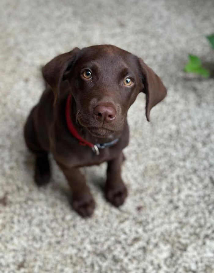 My new pupper Koba - 9GAG