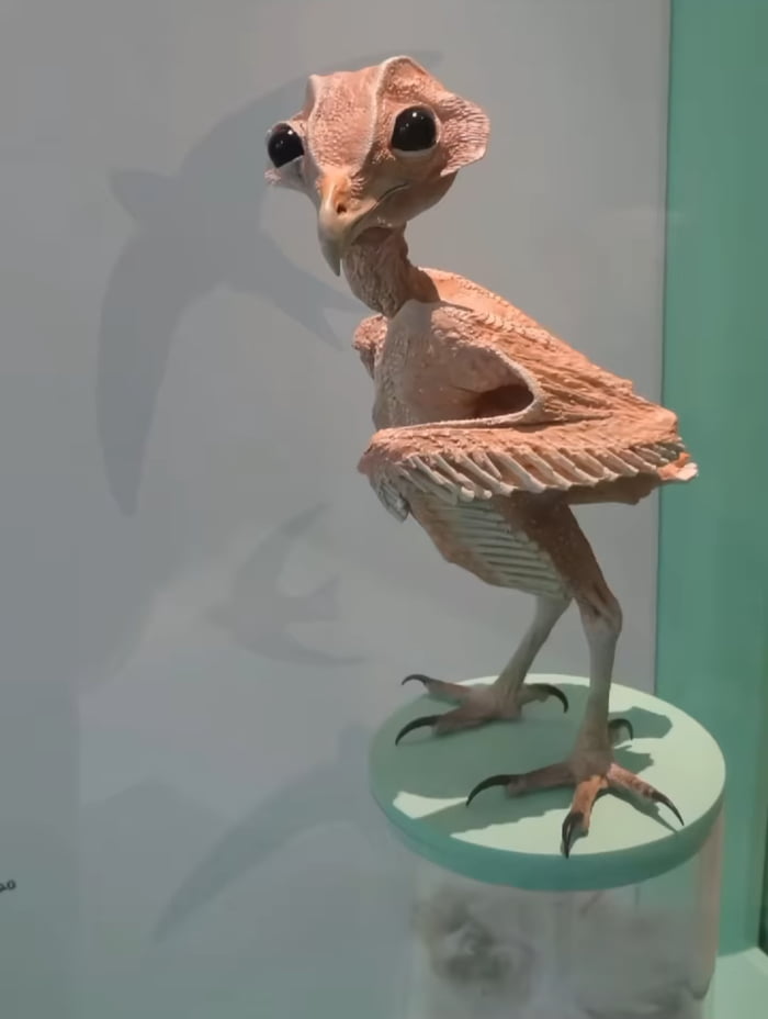 Owl without fur - 9GAG