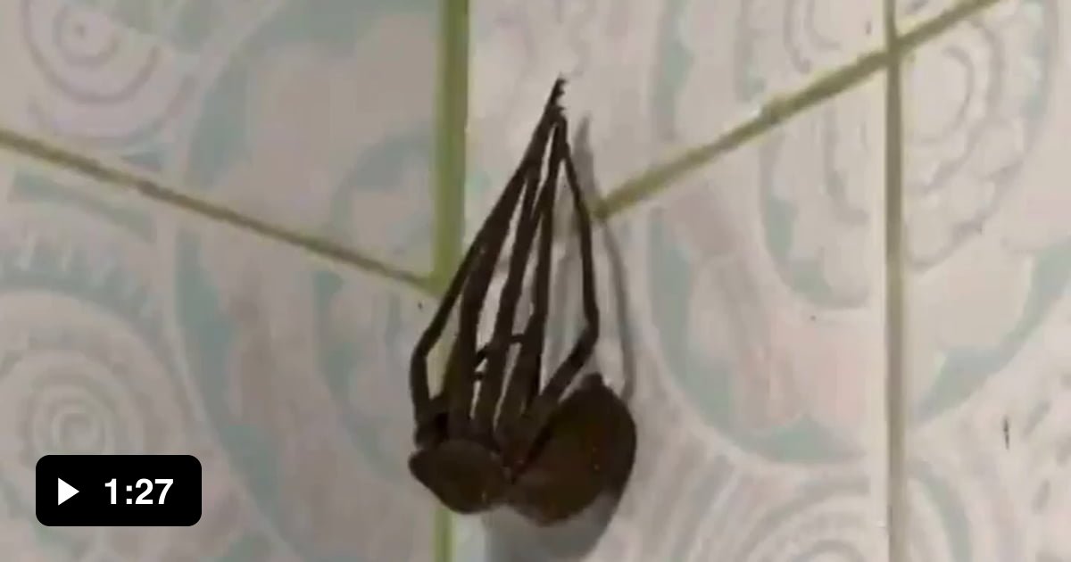 Time-lapse footage of a huntsman spider molting its exoskeleton - 9GAG
