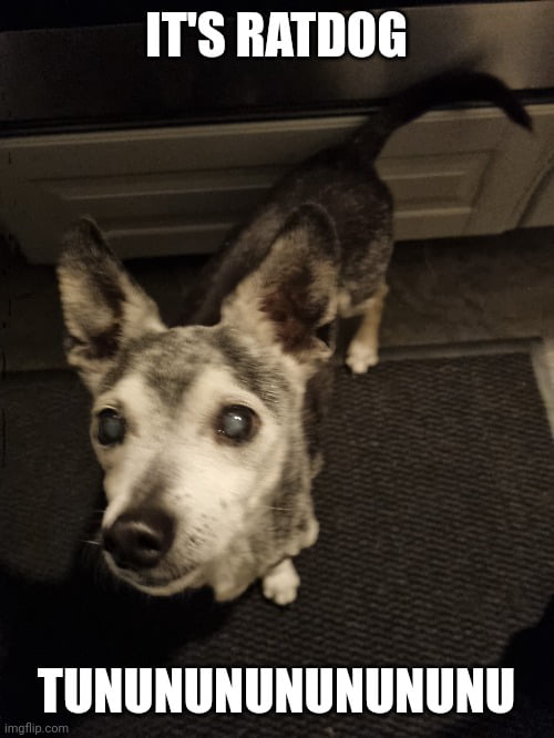 Is it a rat? Is it a dog? No... - 9GAG